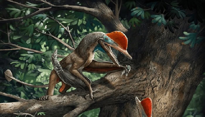 Pollice opponibile: quello più antico appartiene ad un rettile volante ...