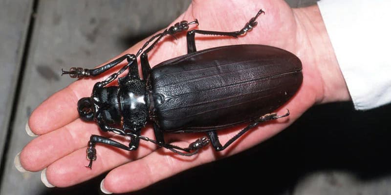 Insetti giganti: possono diventare grandi quanto i cani? - TecnoAndroid
