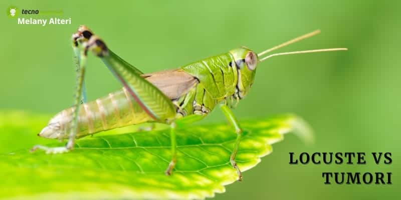 Tumori: le locuste sono in grado di diagnosticarli "annusandoli"