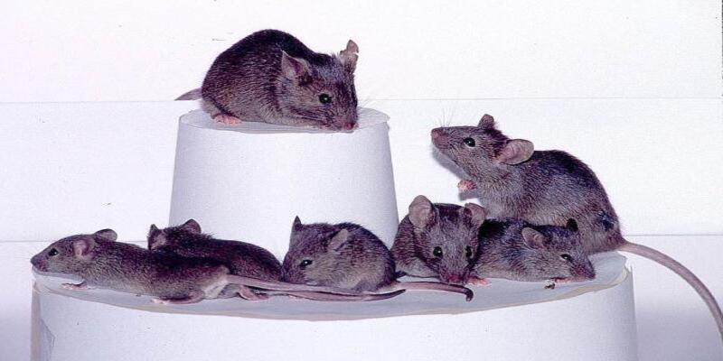 Perchè vengono usati i roditori come soggetti per gli esperimenti ...