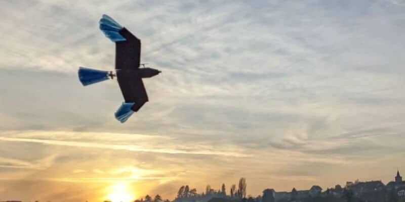 Drone uccello, il nuovo robot alato è in grado di volare per lunghe ...