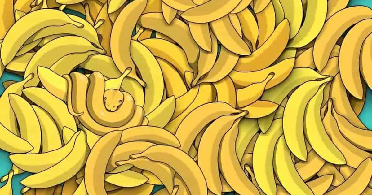 Rompicapo, trova l'animale nascosto in meno di 2 secondi! - TecnoAndroid