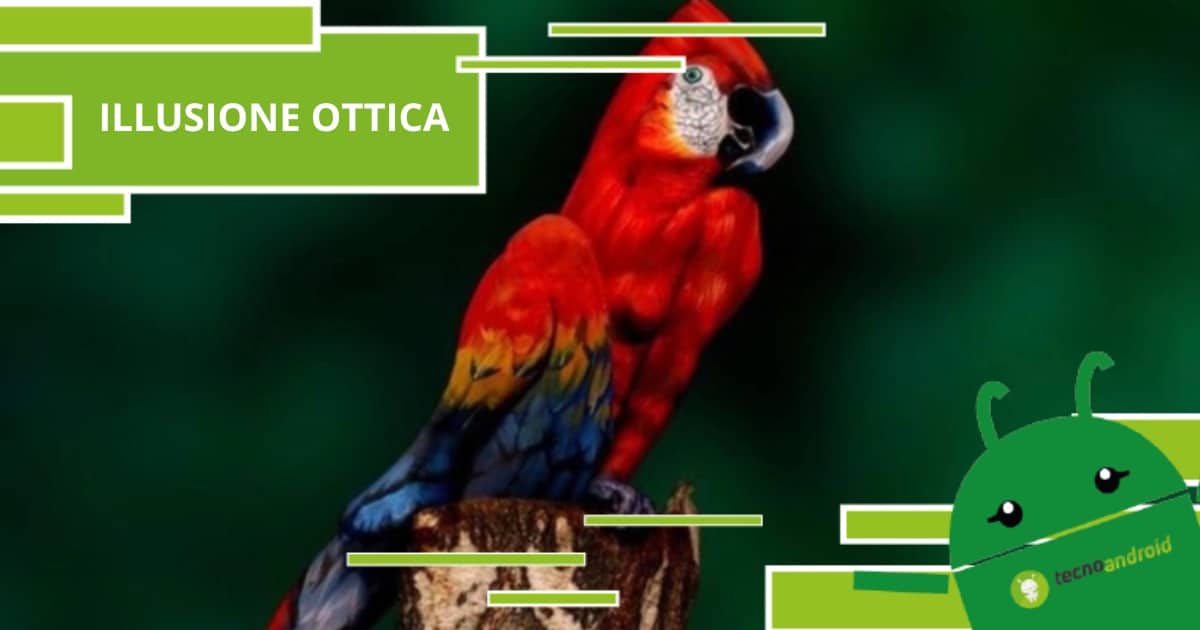 Illusione Ottica, se pensate sia un semplice pappagallo siete completamente fuori strada