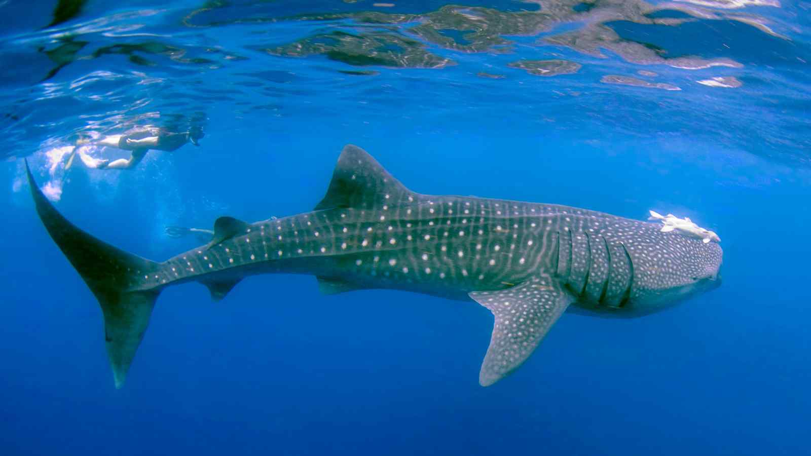 La Cina lancia il primo squalo balena robotico al mondo