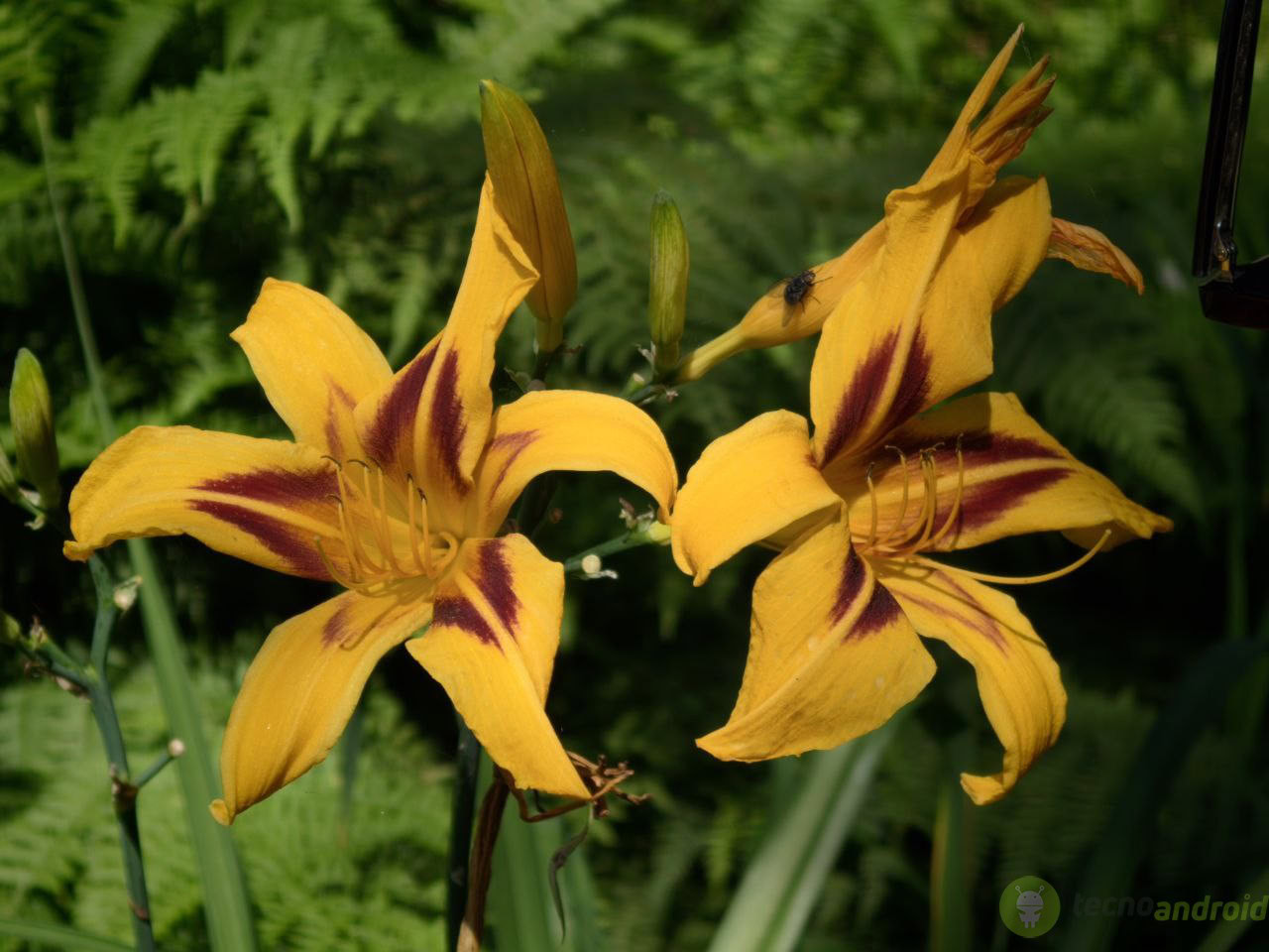 Oppo e Hasselblad: partnership rinnovata e sviluppo del next-generation ...