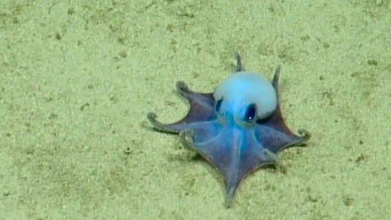 Polpo blu alle Galápagos: la nuova specie sembra un Pokémon - TecnoAndroid